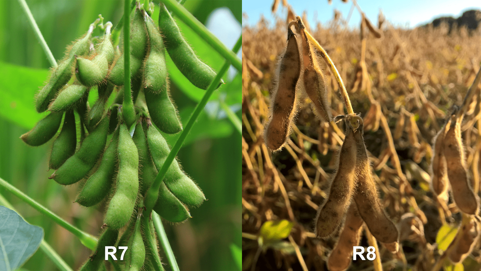 In the final reproductive stages of soybean development, the pods have ...
