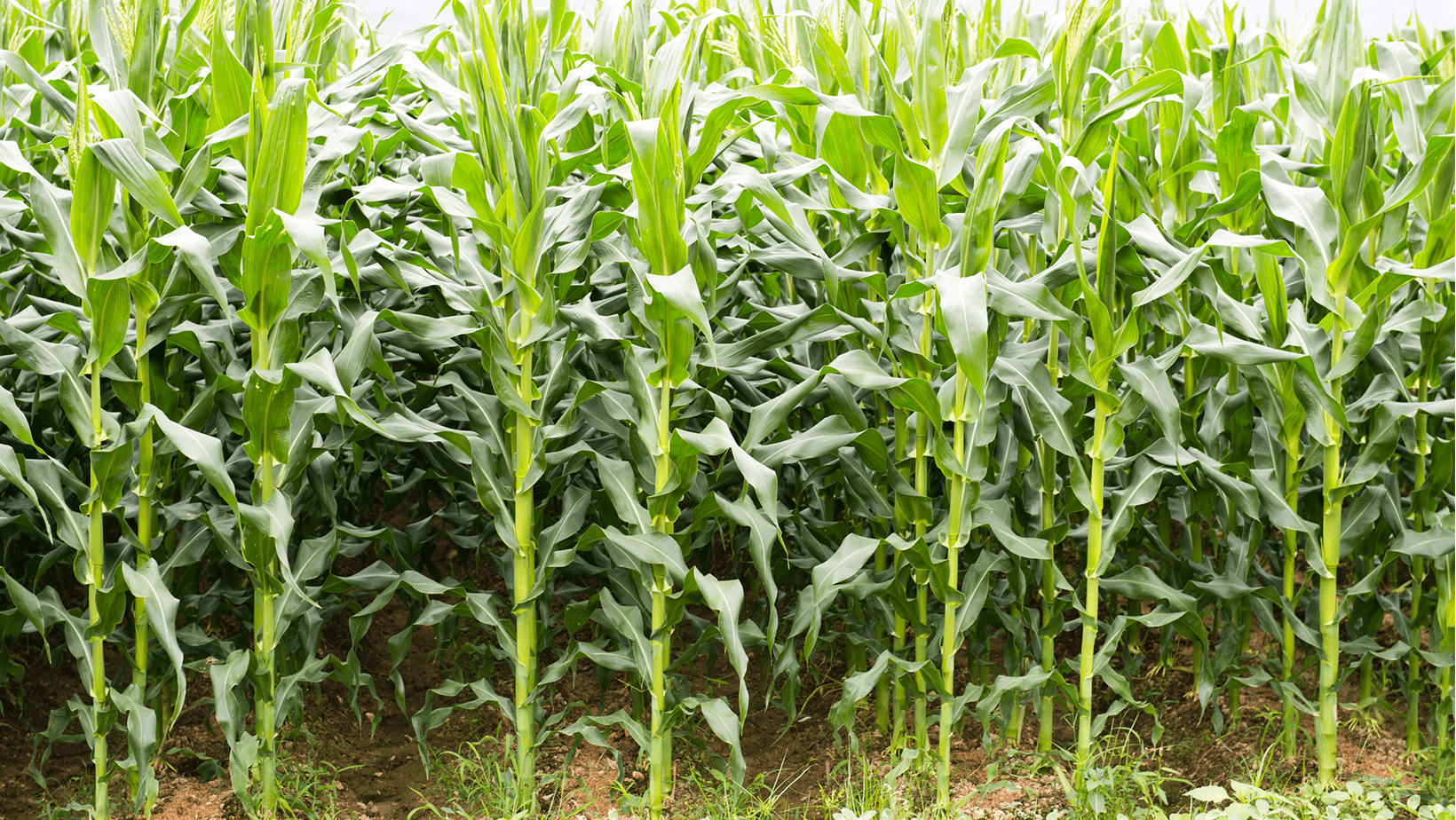Maize Corn Plant